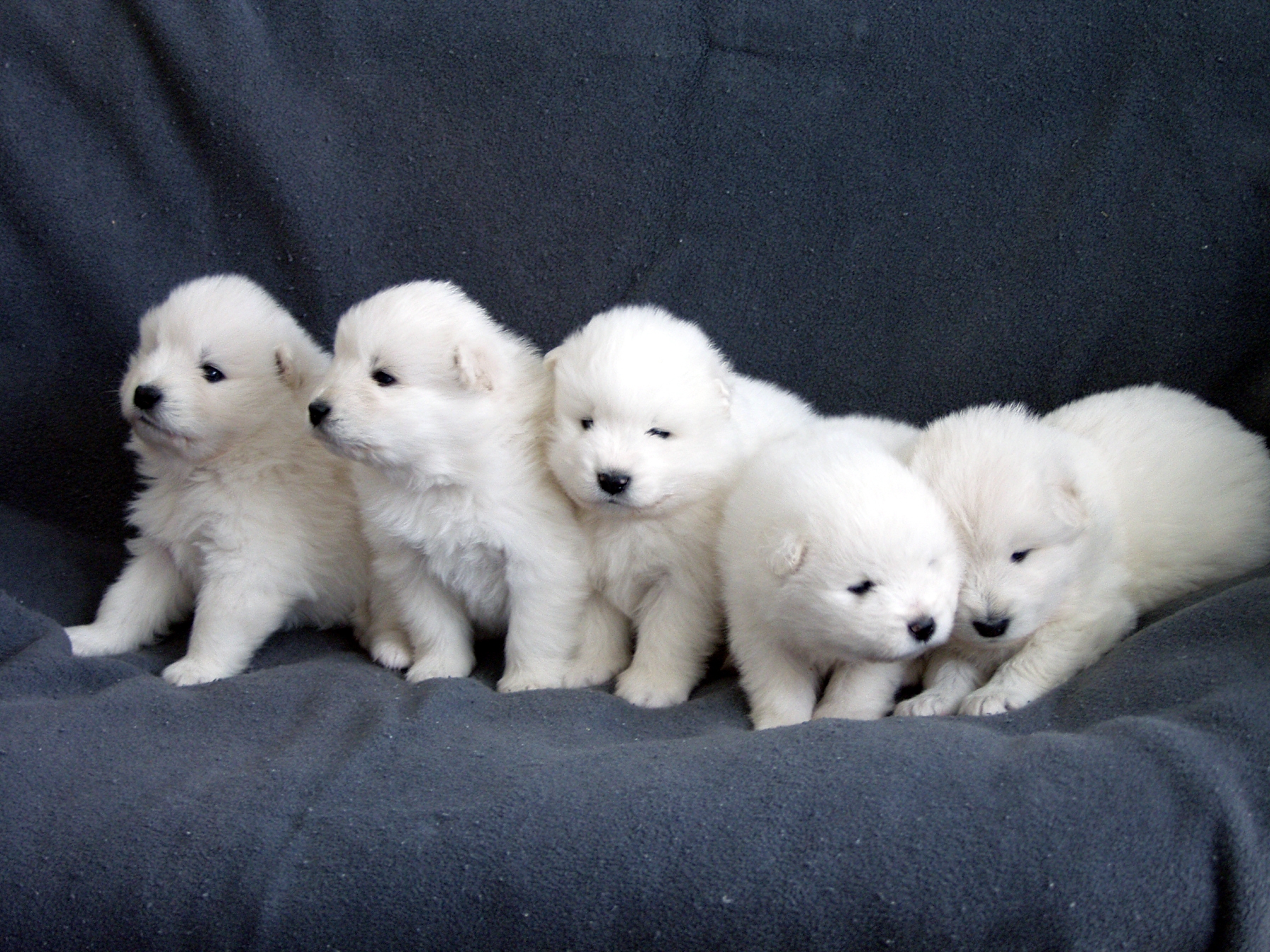 Blanja polar