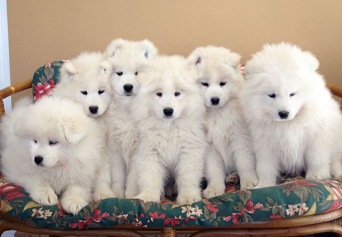 Blanja polar