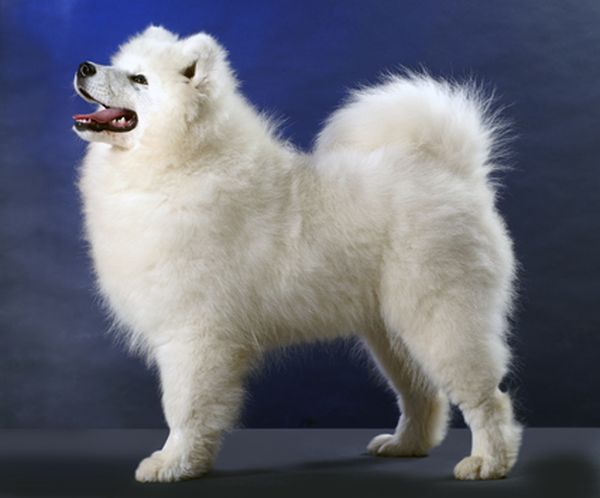 Blanja polar