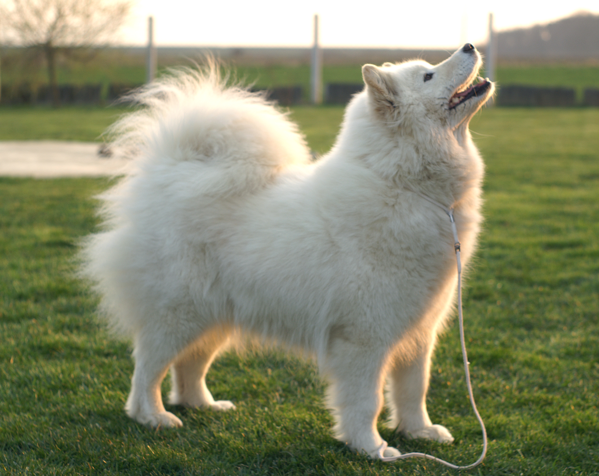 Blanja polar