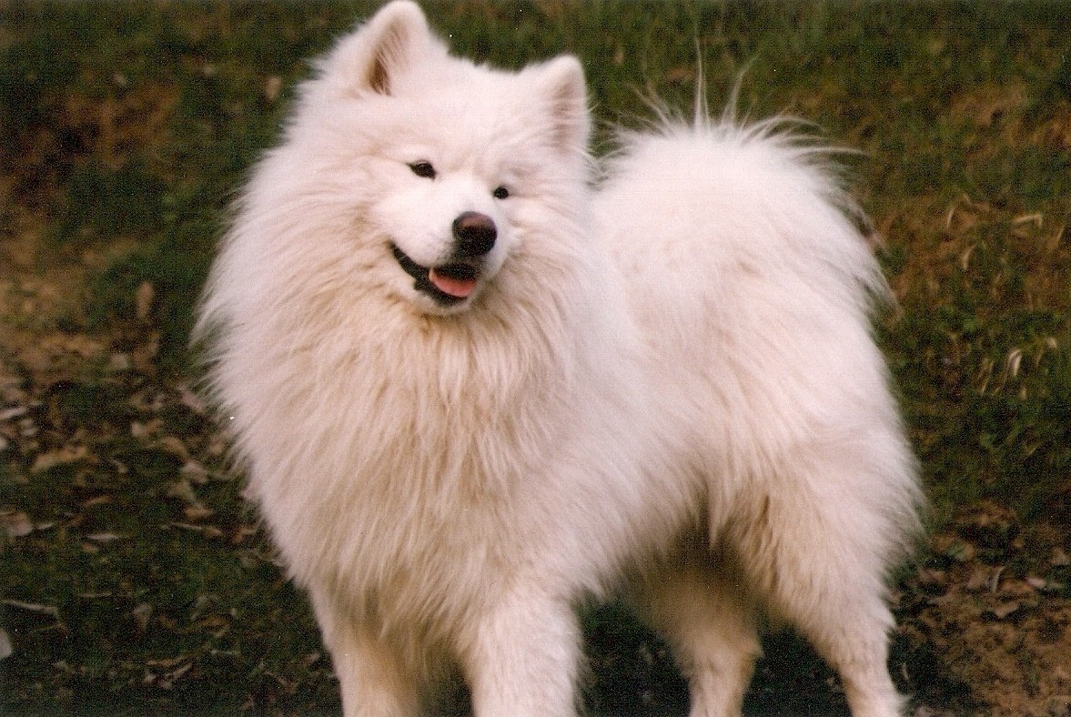 Blanja polar